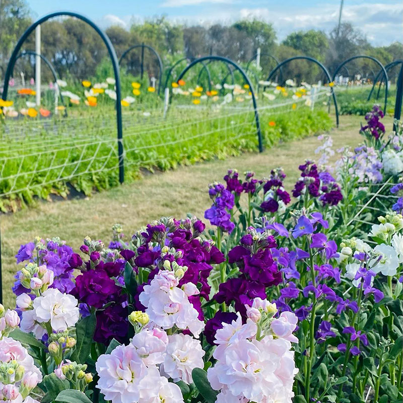 Group Activities - Eat Local Month 2026